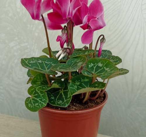 Цикламен цветущий