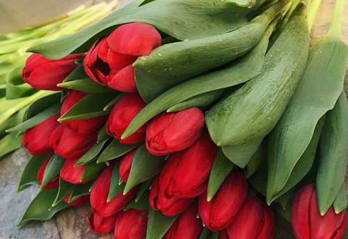 Цветы розница и опт тюльпаны