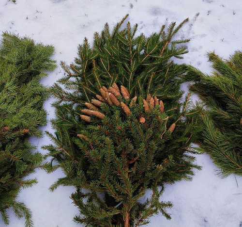 Хвойные ветки ароматные, в наличии