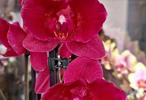 Орхидея фаленопсис пелор бабочка 2 цв