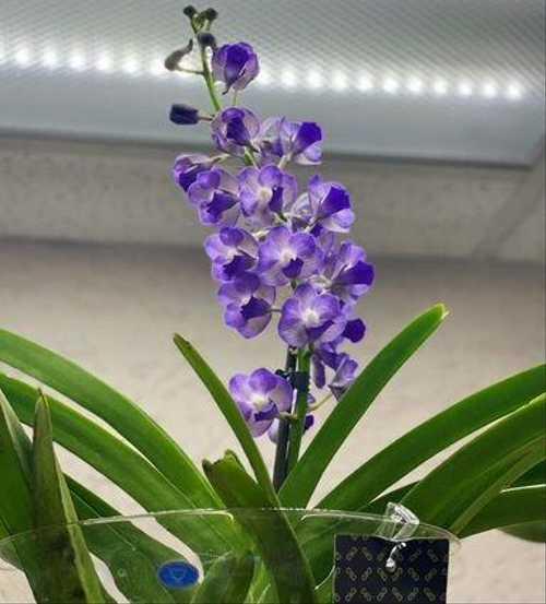 Воздушная орхидея Ванда