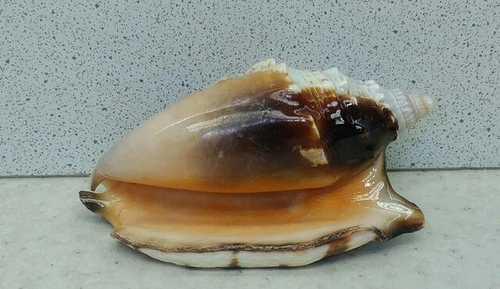 Стромбус Аратрум 7,4 морская ракушка раковина