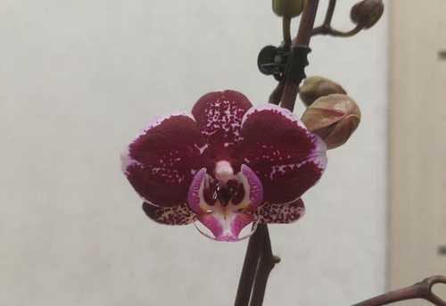 Цветущий фаленопсис