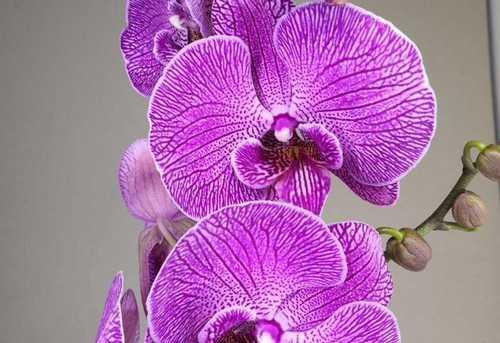 Орхидея фаленопсис Биг лип венозный