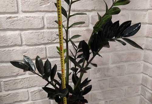 Растение Замиокулькас Равен Black
