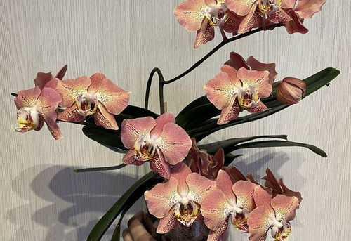 Орхидея фаленопсис Леко Фантастик Leco Fantastic