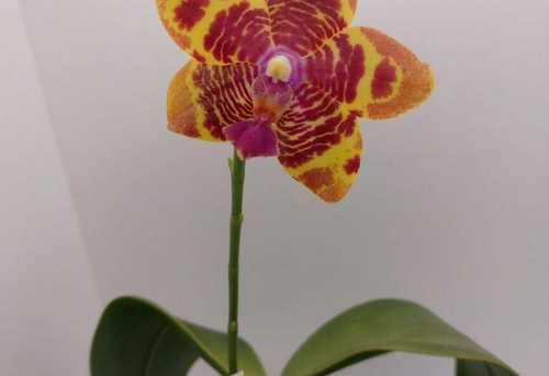 Орхидея фаленопсис Phal. Joy Spring Tina Anaconda