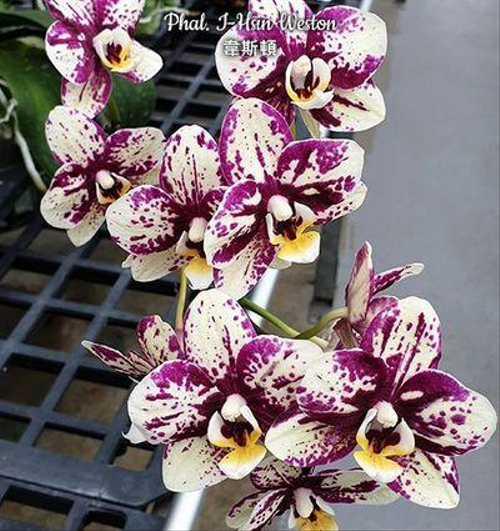Орхидея Phal. I-Hsin Weston