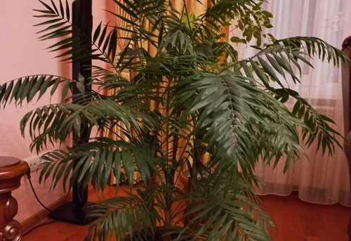 Комнатное растение пальма хамедория изящная