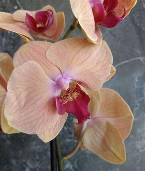 Орхидея фаленопсис Caribbean dream