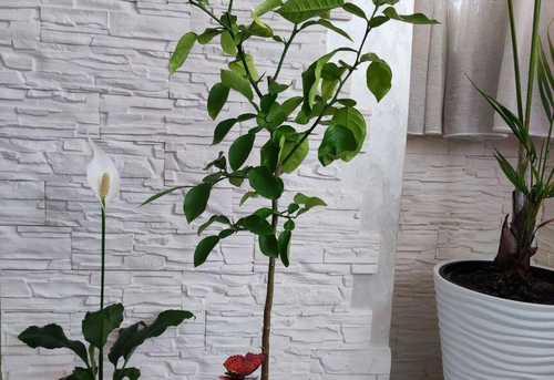 Помело деревце