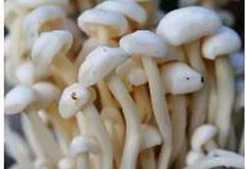 Мицелий гриба Эноки