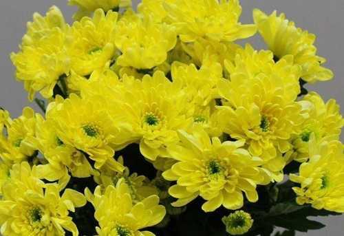 Хризантемы Altaj yellow
