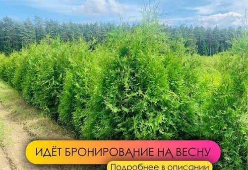 Туя Брабант в ассортименте