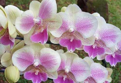 Орхидея Phal. Viel