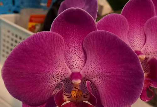 Орхидея и др. цветы