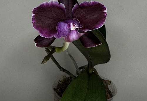 Орхидея фаленопсис, мутант