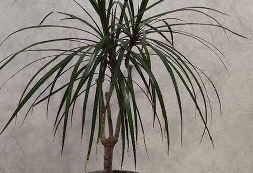 Драцена пальма в кашпо