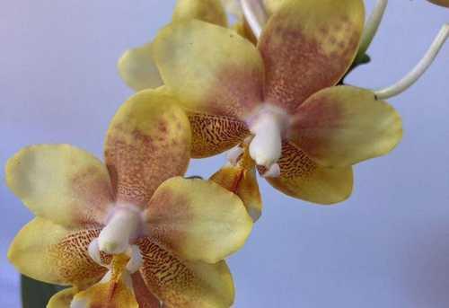 Орхидея фаленопсис Gaia ароматная
