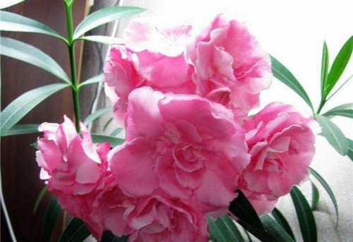 Олеандр махровый розовый