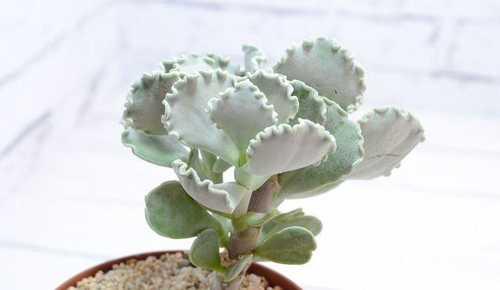 Cotyledon Undulata (Котиледон) (SCT29139)