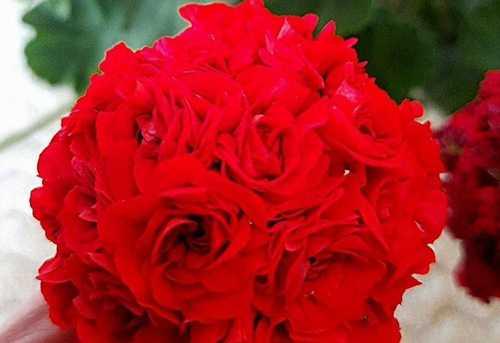 Сортовая пеларгония Rosebud red
