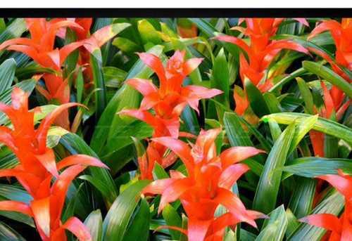Экран на раме Elite Screens ezFrame R106WH1 132*23