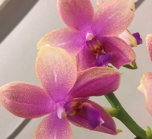 Орхидея фаленопсис Арома Лиодоро
