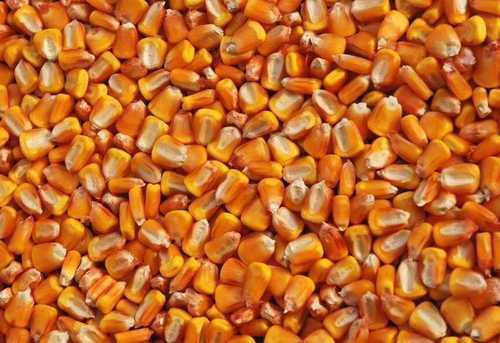 Семена сладкой кукурузы оптом