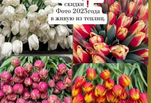 Тюльпаны оптом,доставка, Ачинск