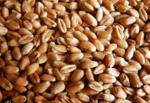Пшеница яровая сорт «Приокская»