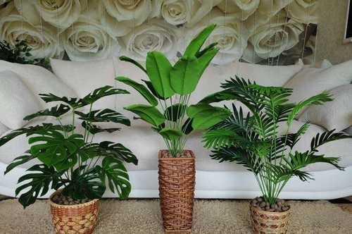 Монстера, пальма, арека цветок растения