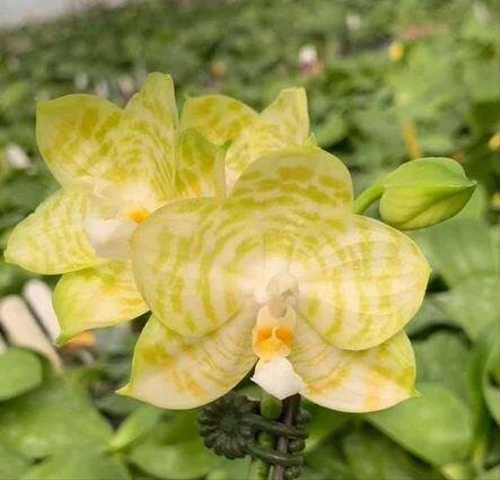 Орхидея фаленопсис mituo golden tiger white tiger