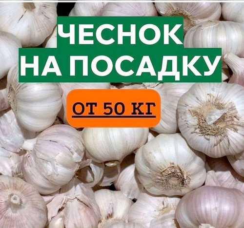 Чеснок, семена оптом