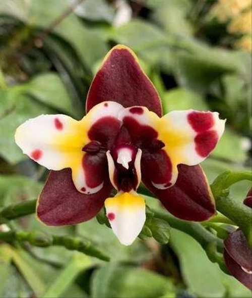 Орхидея Phal yaphon star diamond 6602