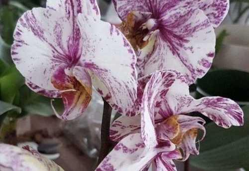 Qwirkle орхидея
