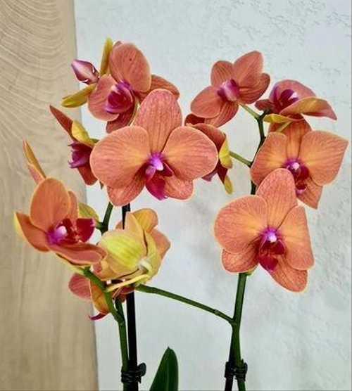 Орхидея фаленопсис Surf Song