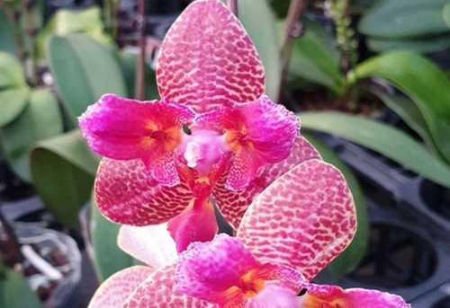 Орхидея фаленопсис Сказка
