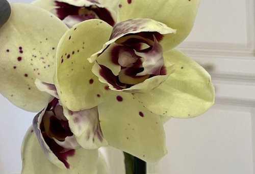 Орхидея альбуфейра Пелор