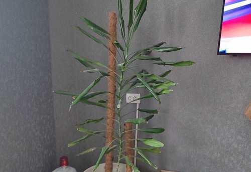 Пальма кордилина