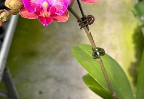 Орхидея бабочка Minshow ballet