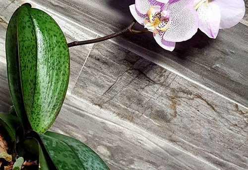 Орхидея фаленопсис Розовый Дракон