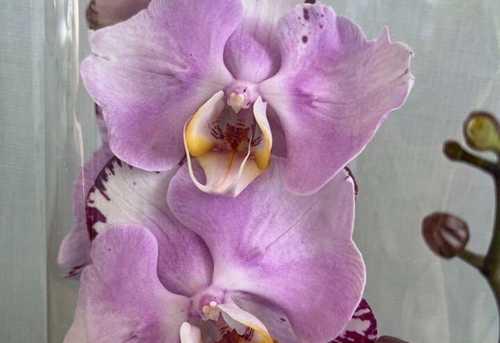 Орхидея фаленопсис бабочка Арт Нува