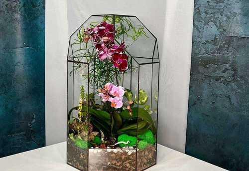 Большой флорариум с орхидеями