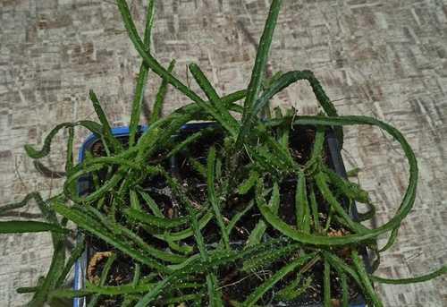 Растения питахайя (питайя, драконий фрукт)