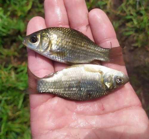 Живец-карась