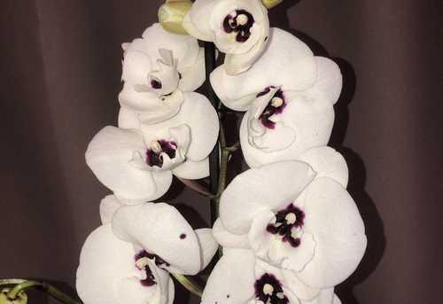 Орхидея фаленопсис Charming Panda Big Lip