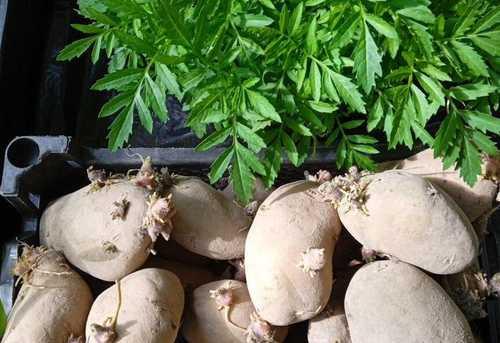 Семена раннего картофеля сорт Жуковский. сорт Удач