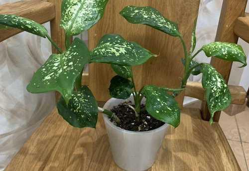 Диффенбахия,три растения вместе с горшком