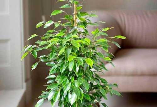 Фикус Бенджамина Ficus benjamina мелколистный